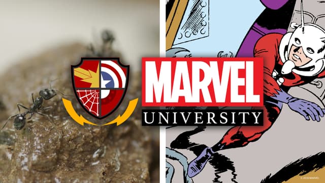 Ant-Man: The Science of Ants | Marvel University | Marvel