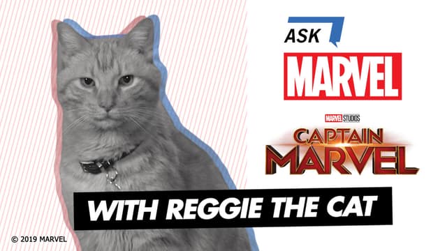 Goose the Cat of Marvel Studios' Captain Marvel | Ask Marvel | Marvel